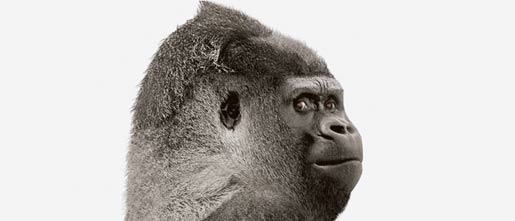 Corning Gorilla Glass 3 is 3 times tougher! - Monitors - News - HEXUS.net
