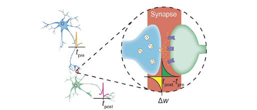 On-chip photonic synapses herald new age of computing - CPU - News ...